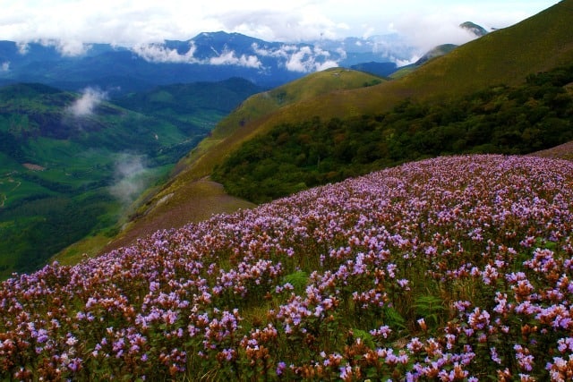 Nature